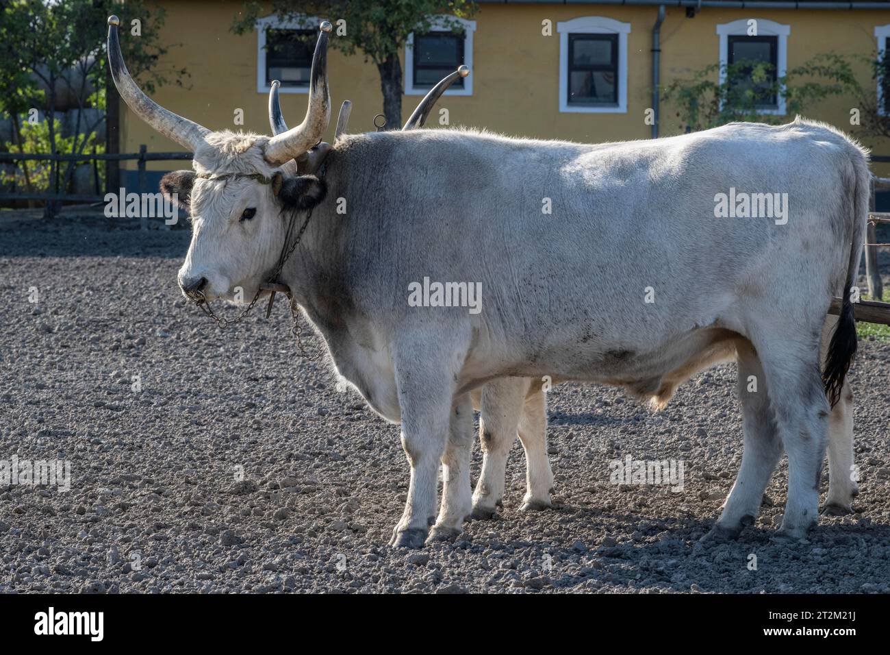 Hungarian steppe cattle (Bos taurus) on an ox cart, Dunapataj, Hungary ...