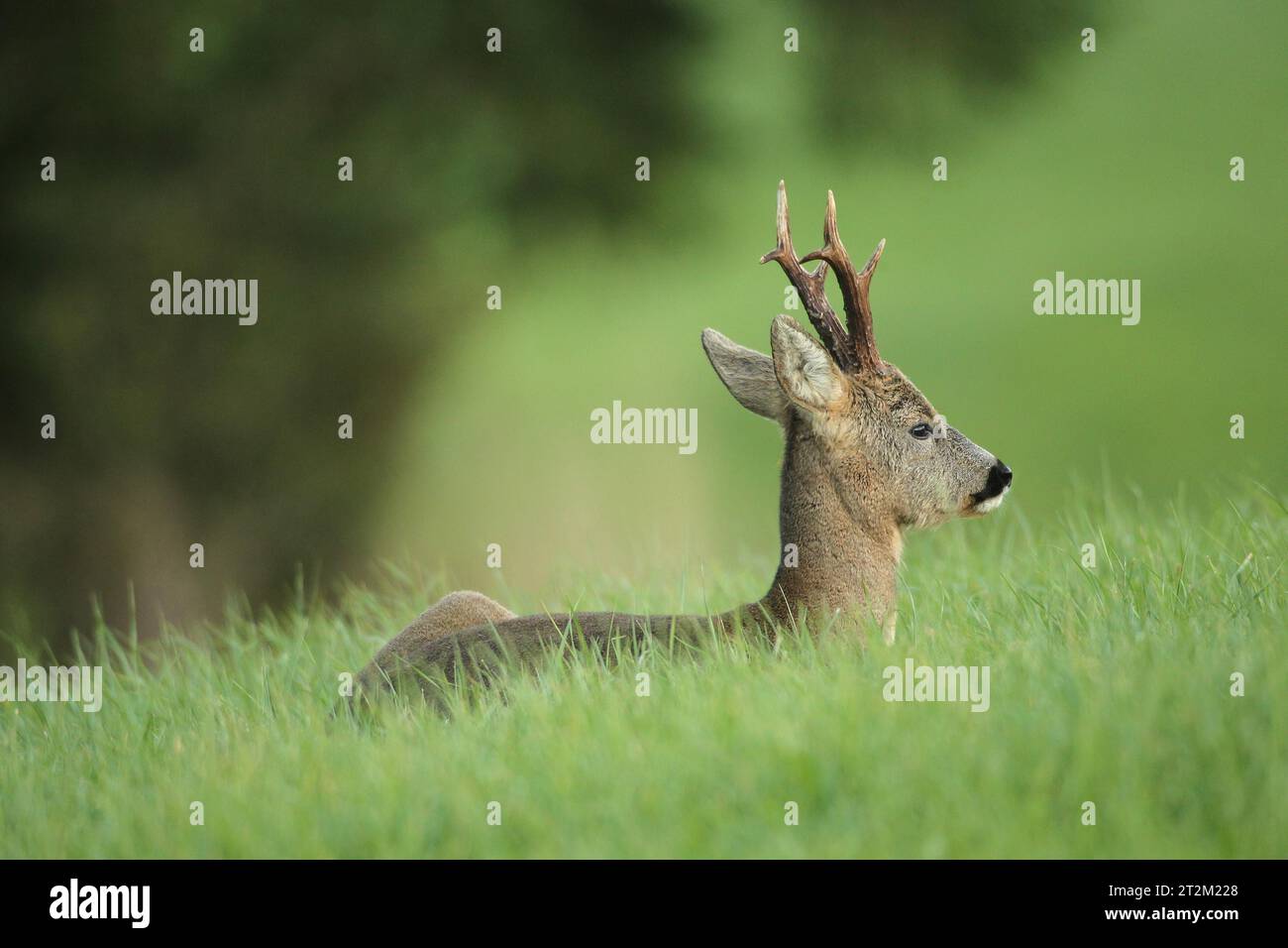 Roe deer, buck of six in grey winter coat lying in meadow, Allgaeu ...