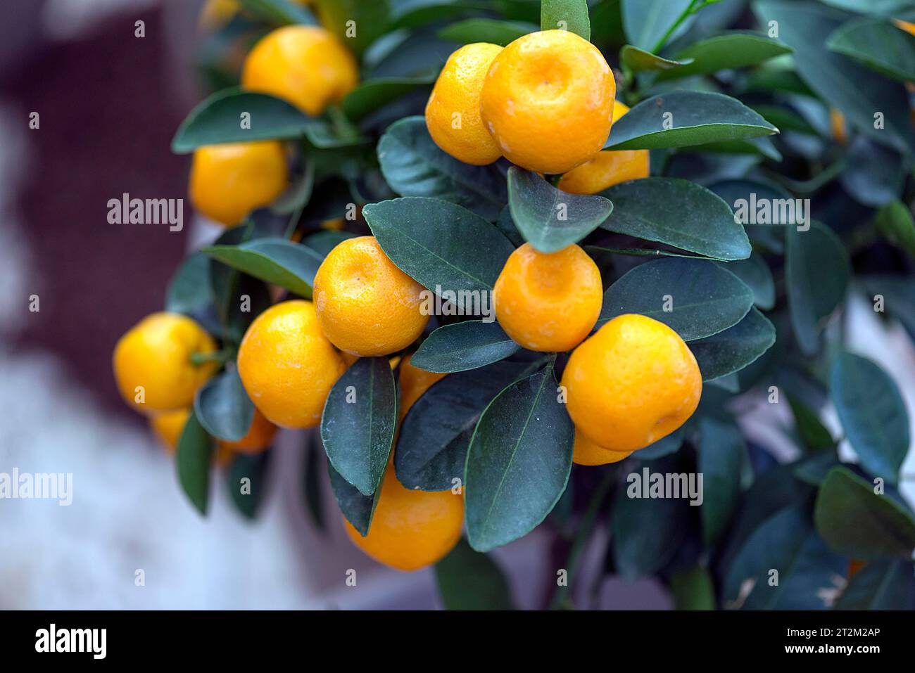 Dwarf oranges, Calamondin (Citrus mitis) on a tree, Bavaria, Germany ...