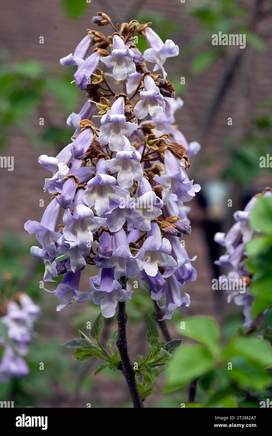 Flowers of the empress tree (Paulownia tomentosa), Bavaria, Germany ...