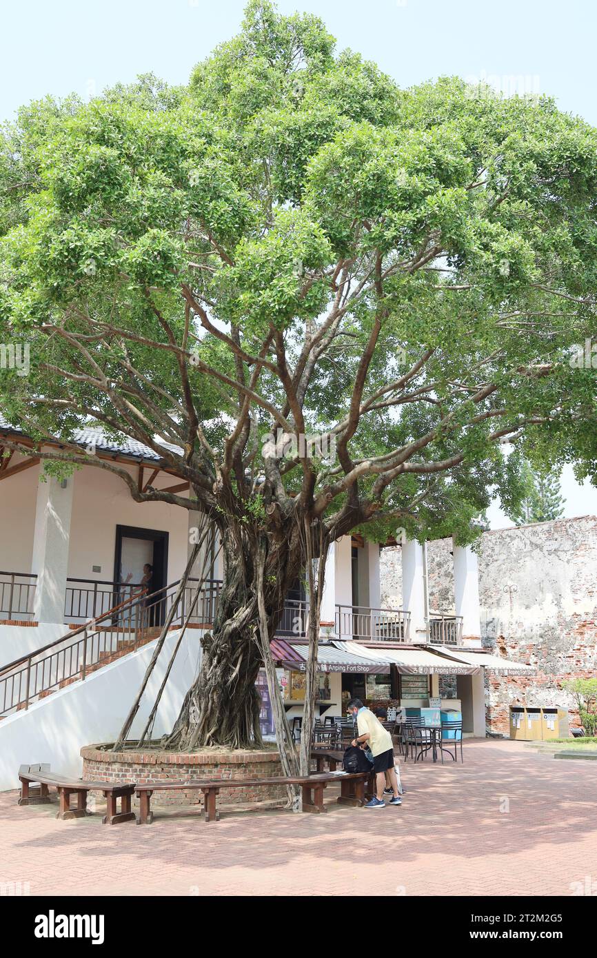 Tainan City, Taiwan, September 15, 2023.Banyan tree at Anping Fort ...