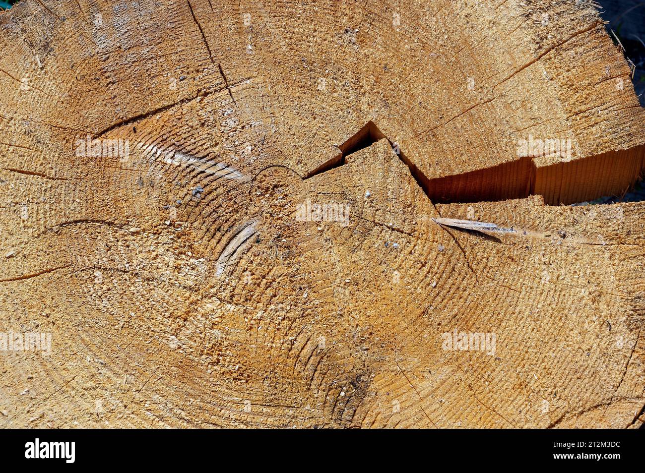 Tree slice hi-res stock photography and images - Alamy