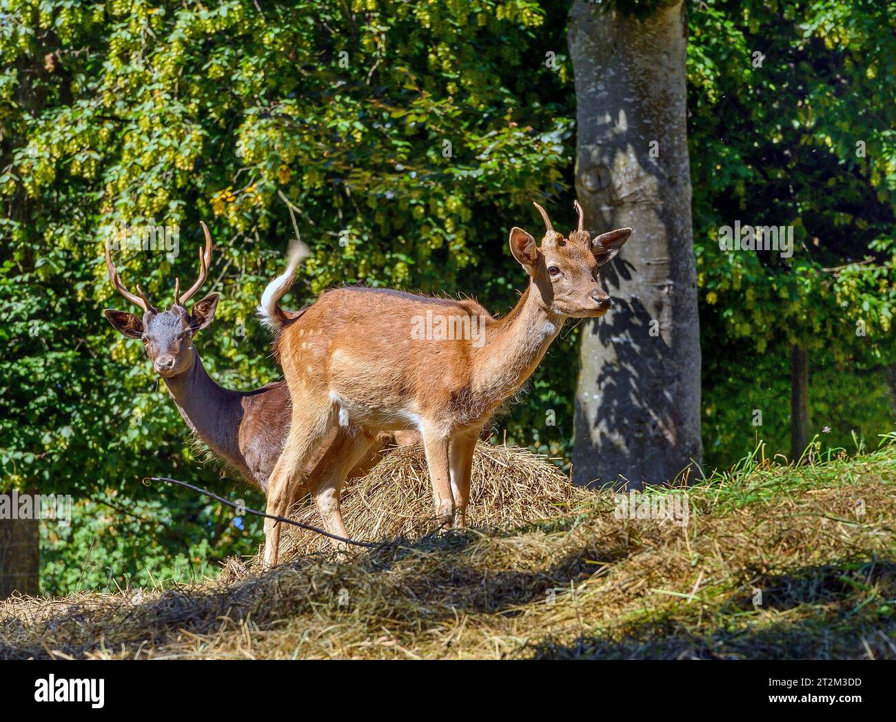 Fallow deer enclosure, Kronburg Castle, Allgaeu, Bavaria, Germany Stock ...