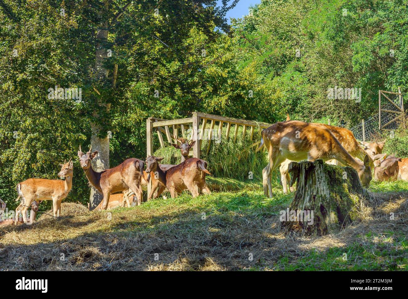 Deer enclosure hi-res stock photography and images - Alamy