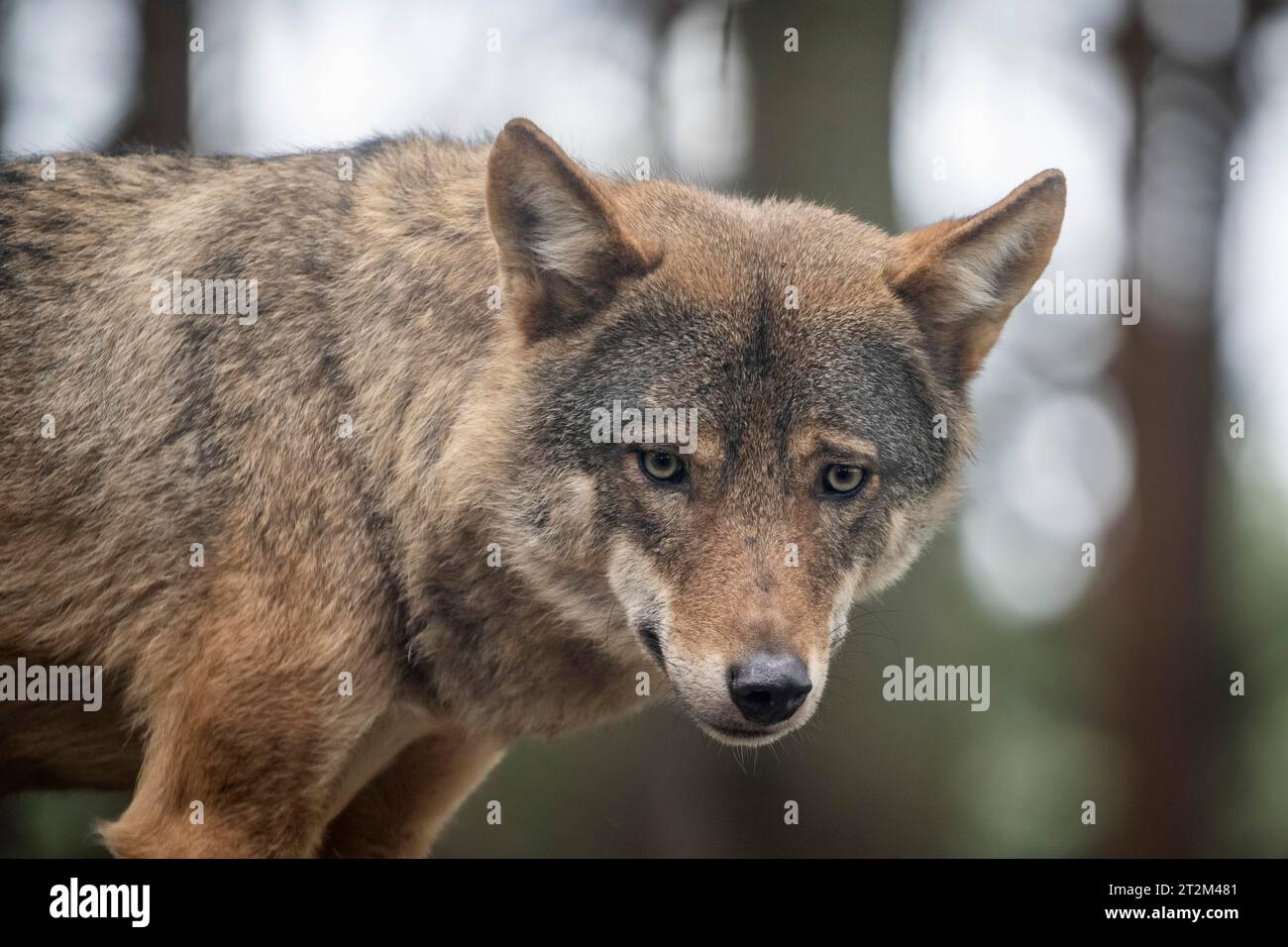 European gray wolf (Canis lupus), captive, close-up, Highland Wildlife ...