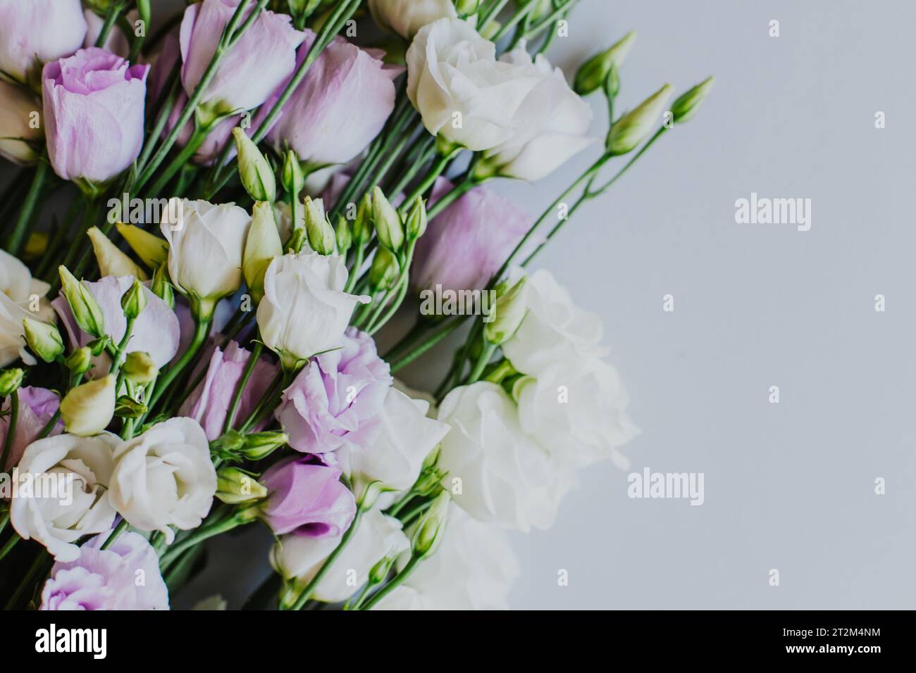Beautiful white and purple Eustoma (Lisianthus) flowers on a pastel ...
