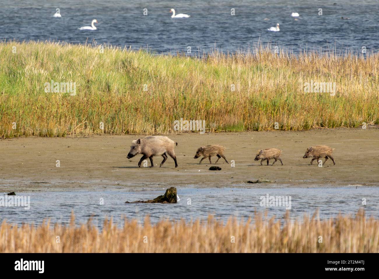 Wild boar (Sus scrofa), sow with young pigs on the beach, wildlife ...