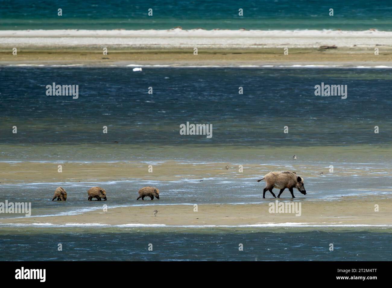 Wild boar (Sus scrofa), sow with young pigs on the beach, wildlife ...