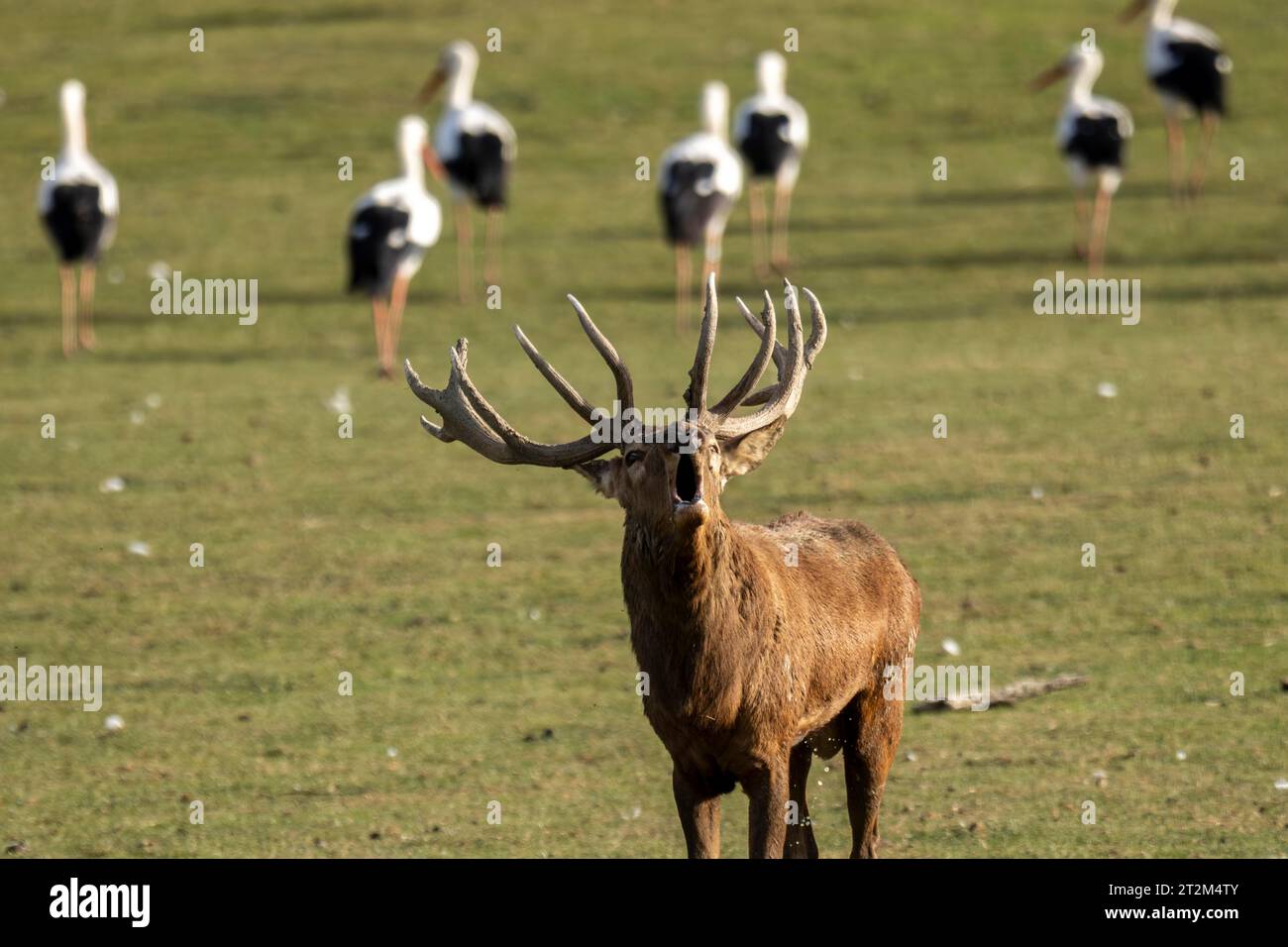 Red deer (Cervus elaphus), deer roaring during the rut Stock Photo - Alamy