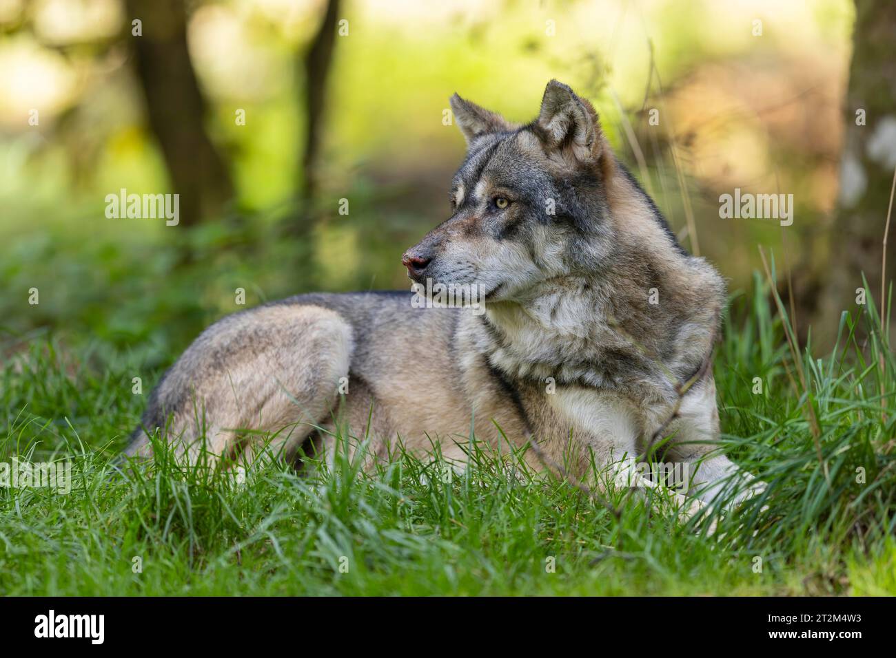European gray wolf (Canis lupus) animal portrait Stock Photo - Alamy
