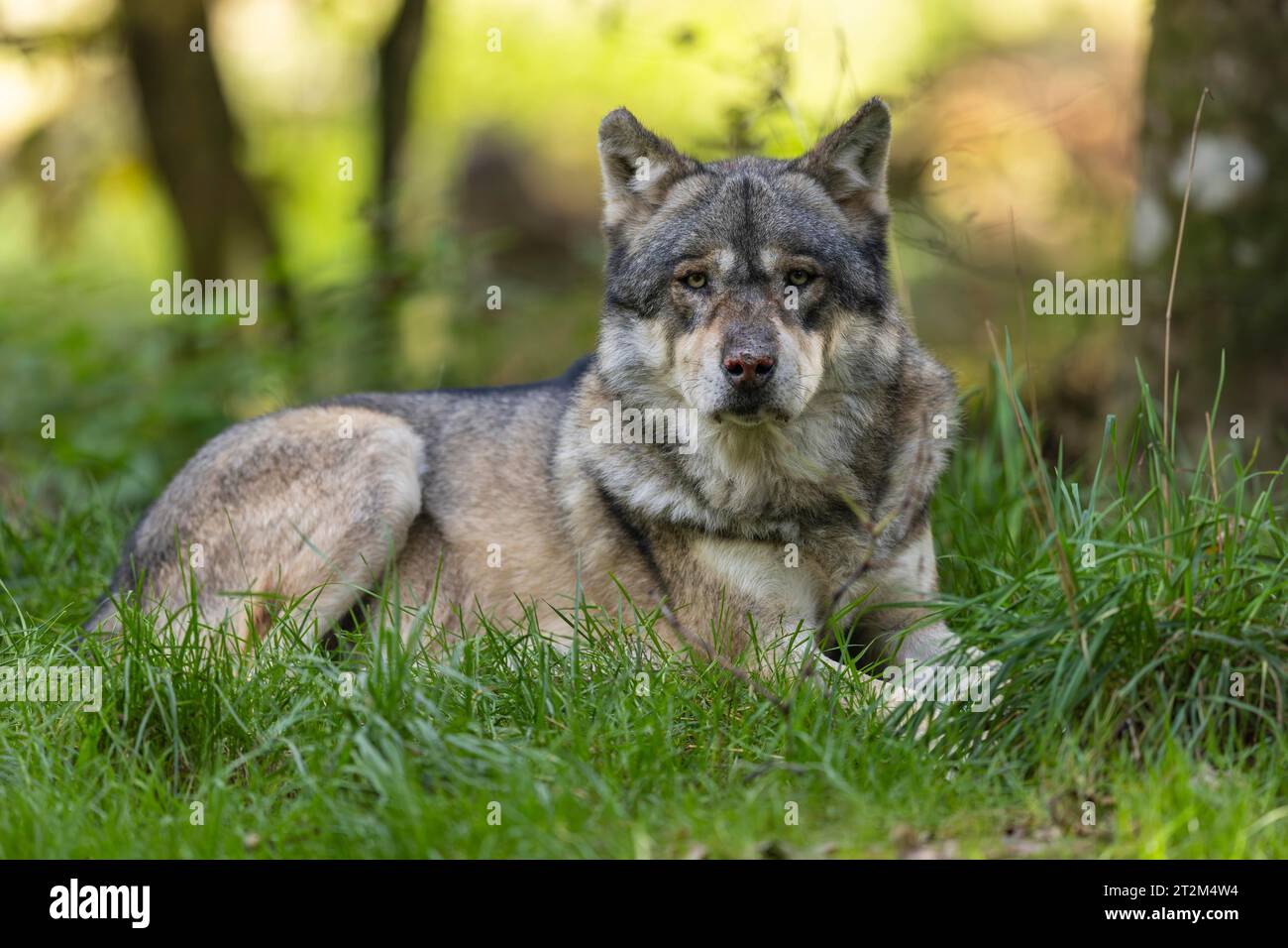 European gray wolf (Canis lupus) animal portrait Stock Photo - Alamy