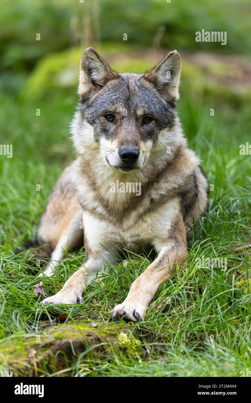 European gray wolf (Canis lupus) animal portrait Stock Photo - Alamy