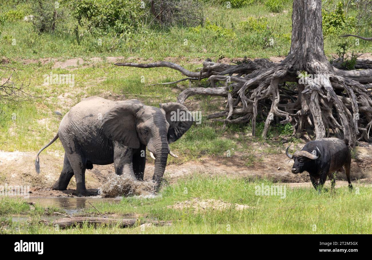 A young Elephant bull makes an aggressive display towards a buffalo ...