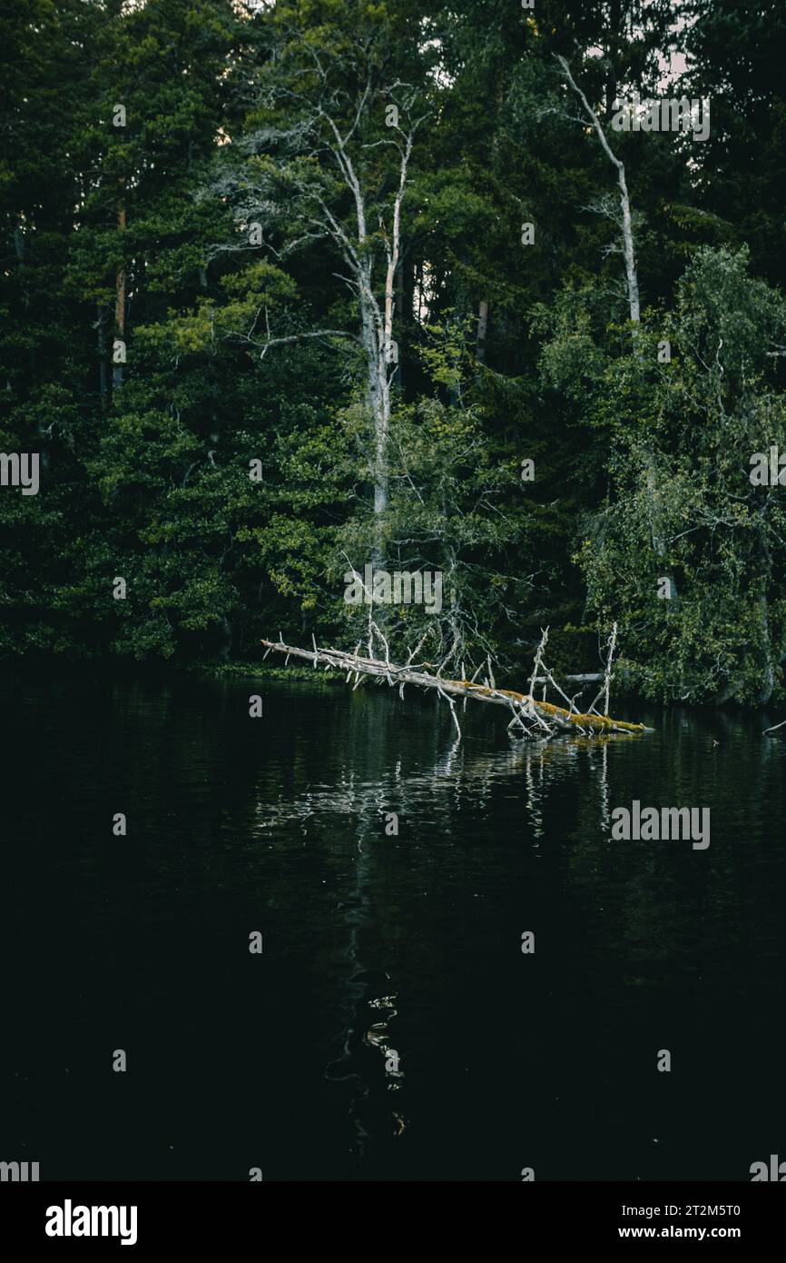 A dead tree hanging over a river being reflected in the water Stock ...