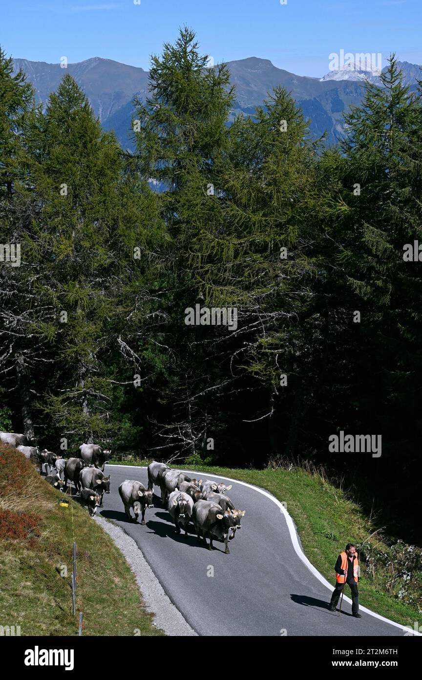 Cattle drive on the Glaser Pass, Graubünden, Switzerland Stock Photo ...