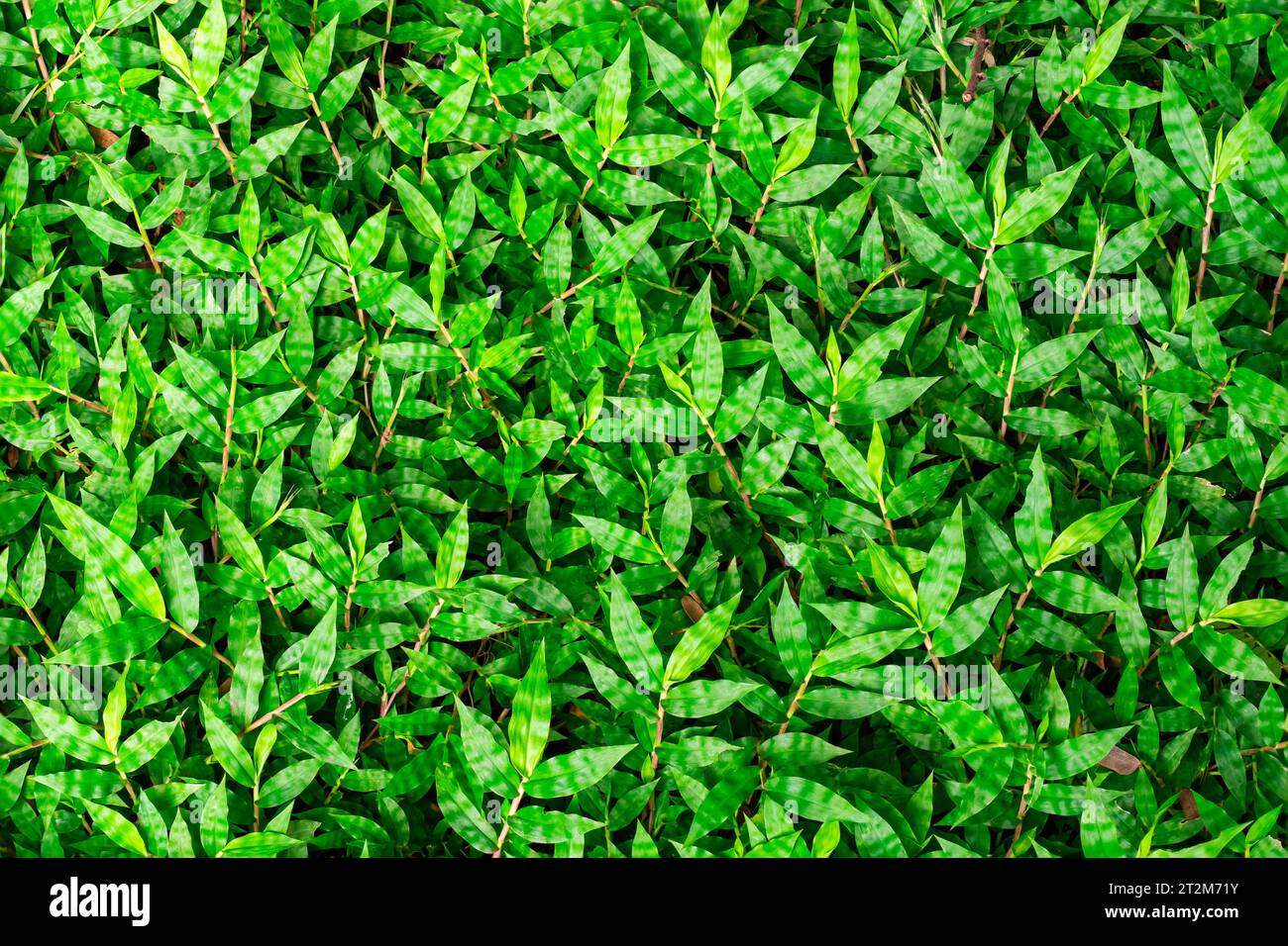 Top view of growing green natural wild grass field on the ground in ...