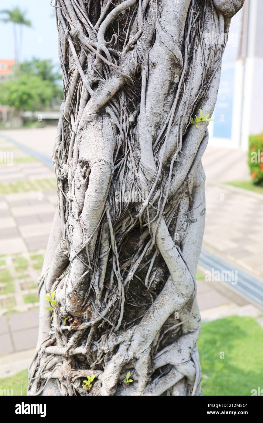 Tainan, Taiwan, September 15, 2023.Banyan tree at Anping Fort Stock ...