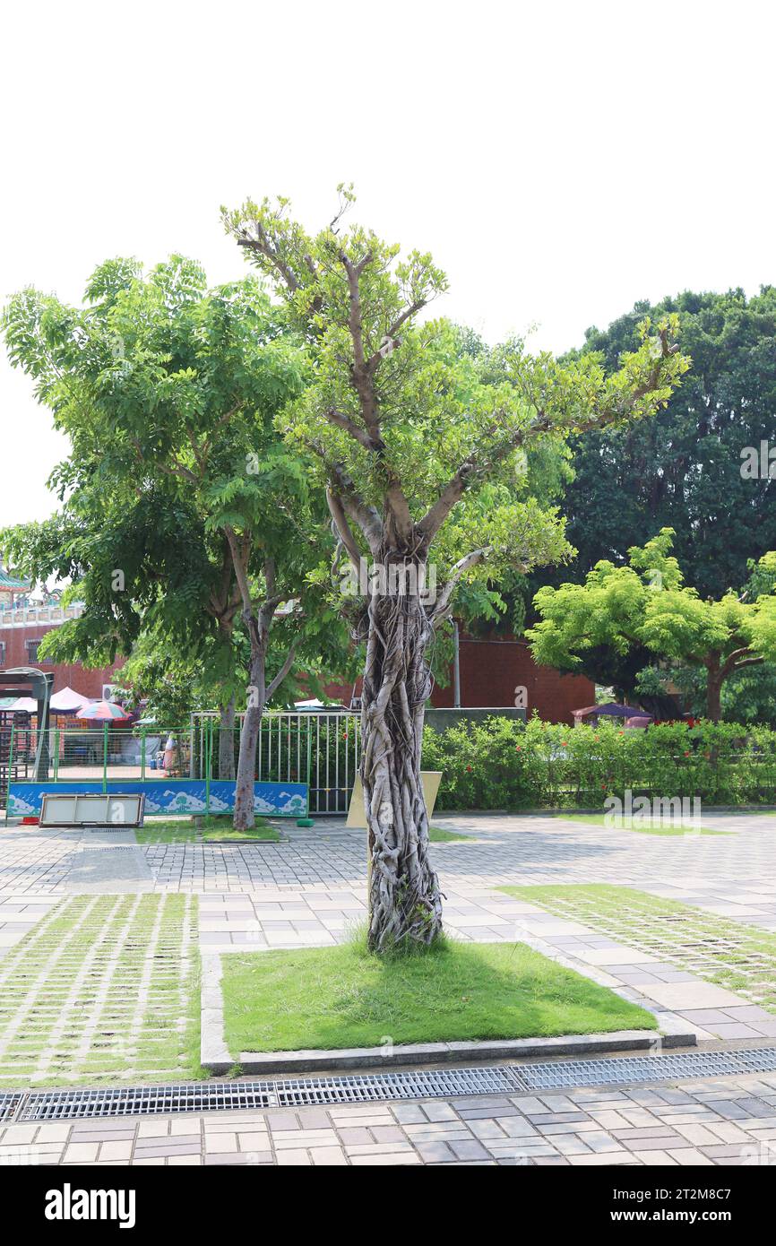 Tainan, Taiwan, September 15, 2023.Banyan tree at Anping Fort Stock ...