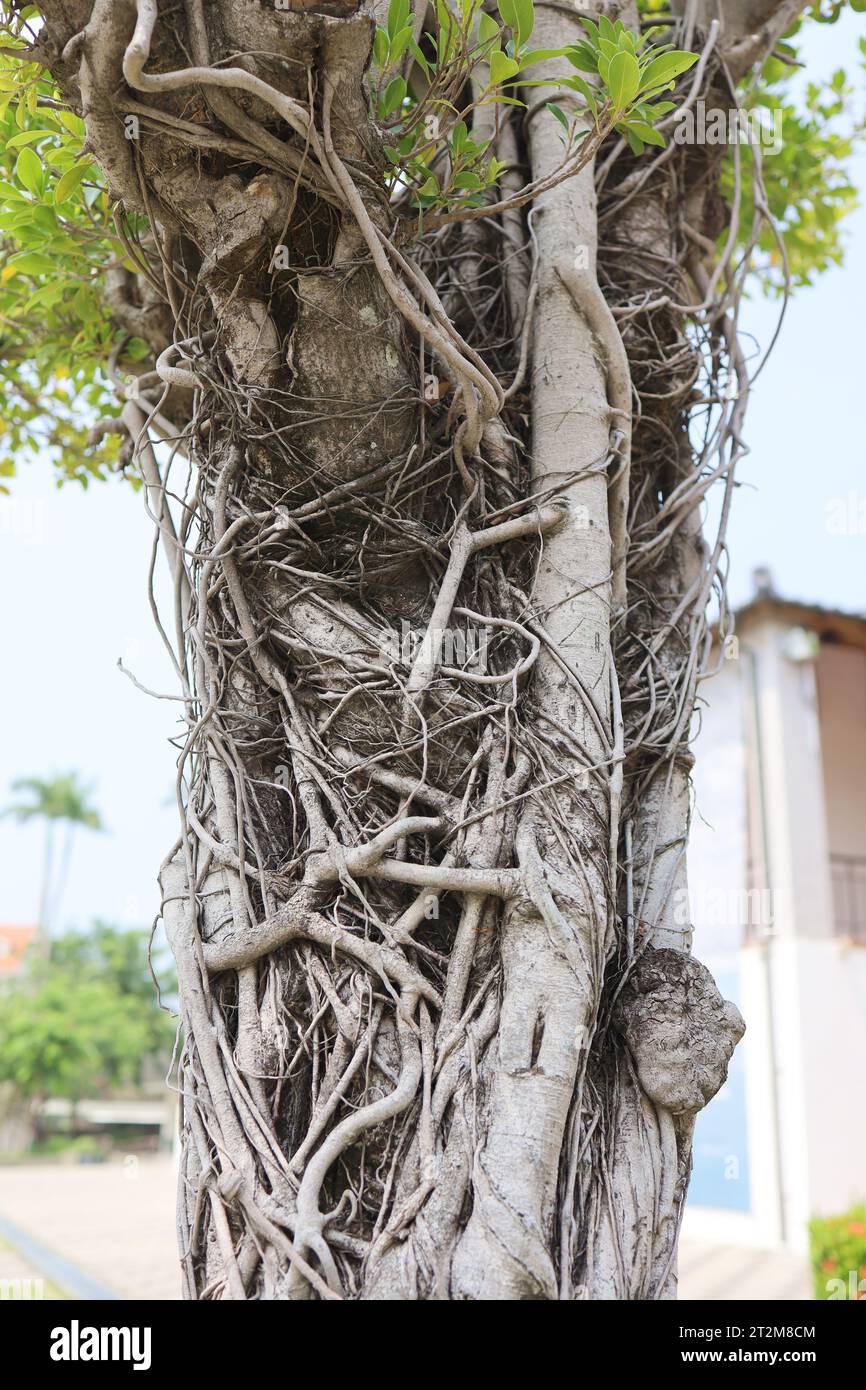 Tainan, Taiwan, September 15, 2023.Banyan tree at Anping Fort Stock ...