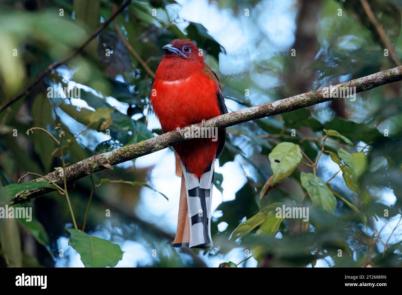 Red-headed trogon Harpactes erythrocephalus on evergreen rainforest of ...