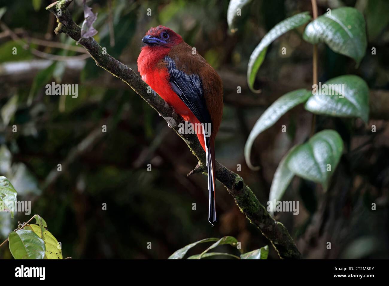 Red-headed trogon Harpactes erythrocephalus on evergreen rainforest of ...