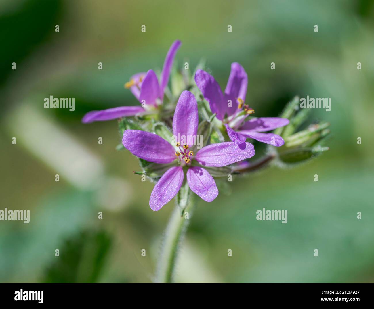 Flowers of musk stork's-bill, Erodium moschatum. It is an annual plant ...