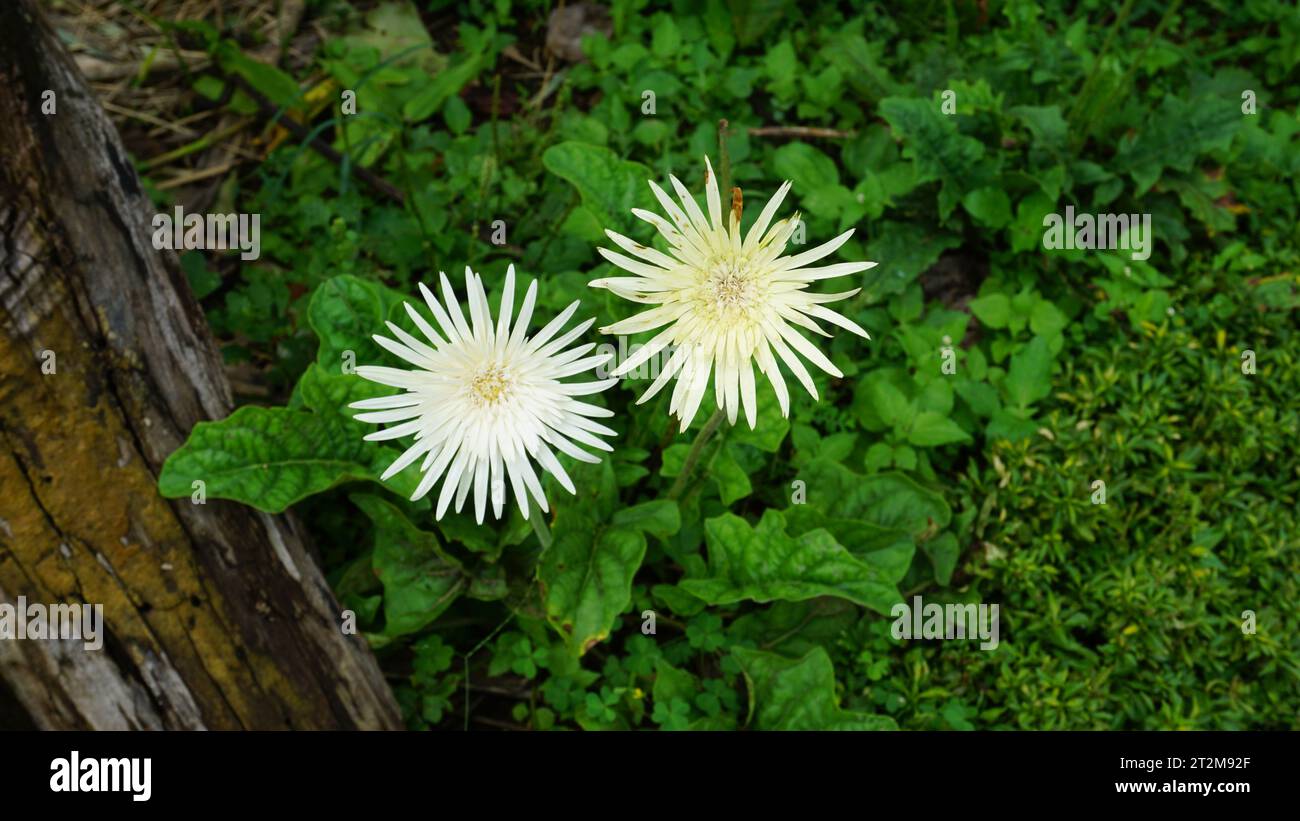 white gerbera daisy flowers in a home garden Stock Photo - Alamy