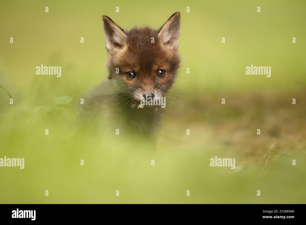 Young fox cub Stock Photo - Alamy