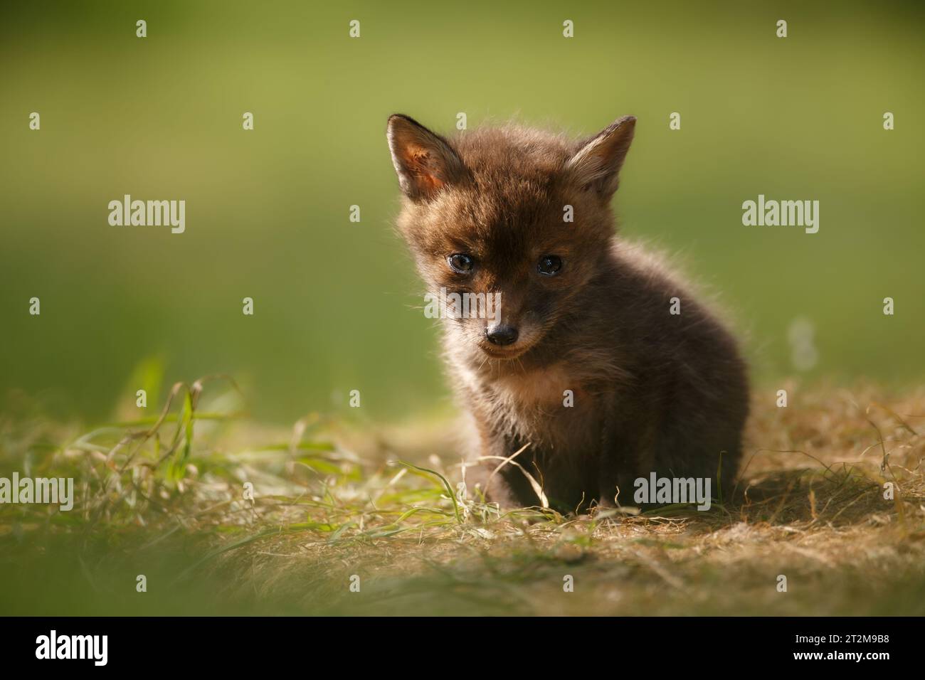 Young fox cub Stock Photo - Alamy