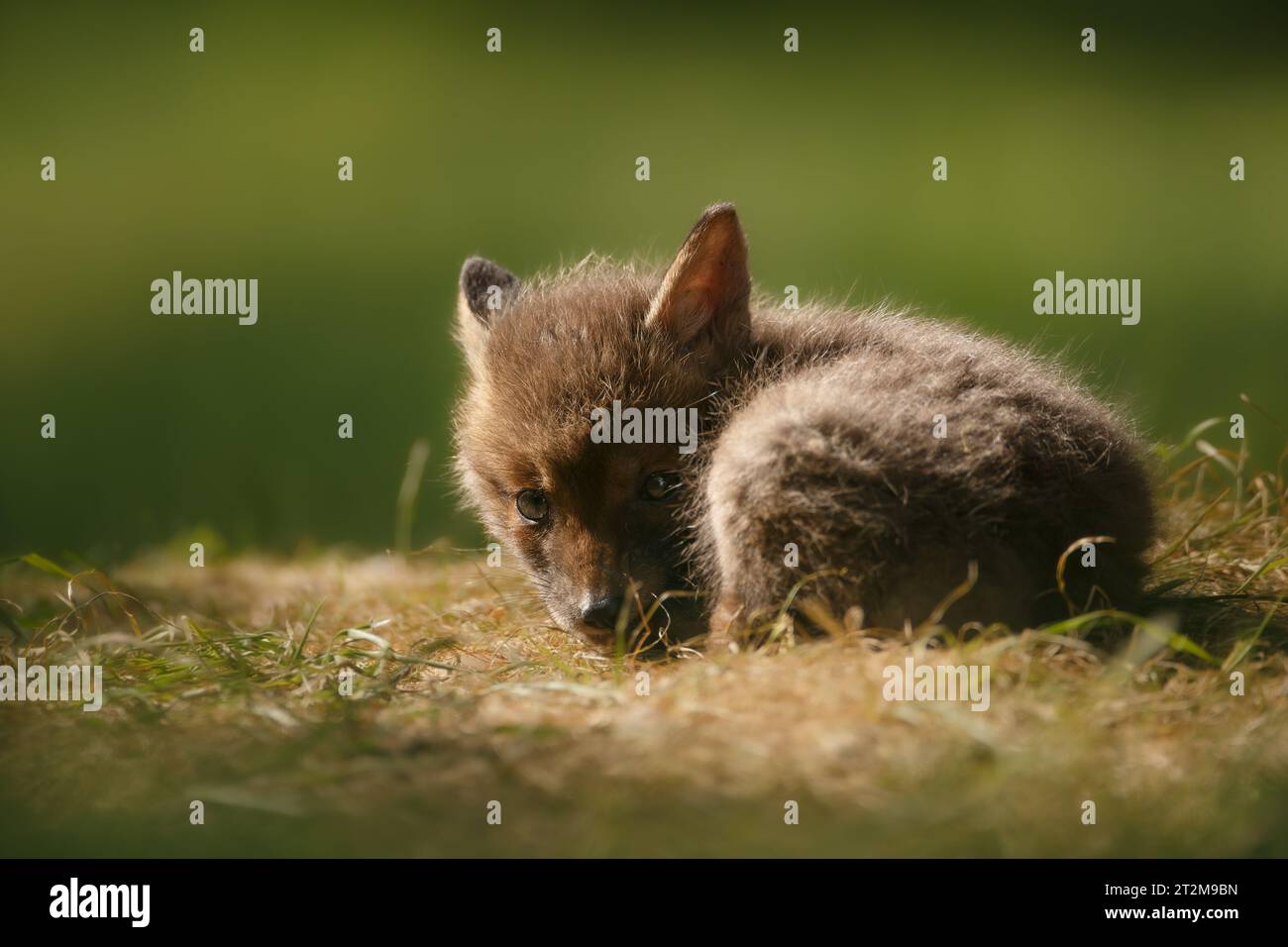 Cub animals hi-res stock photography and images - Alamy