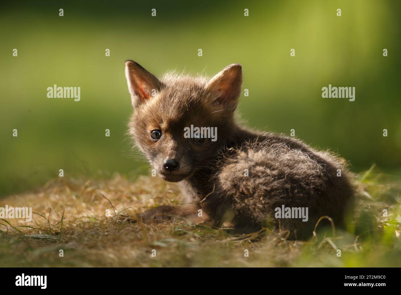 Young fox cub Stock Photo - Alamy