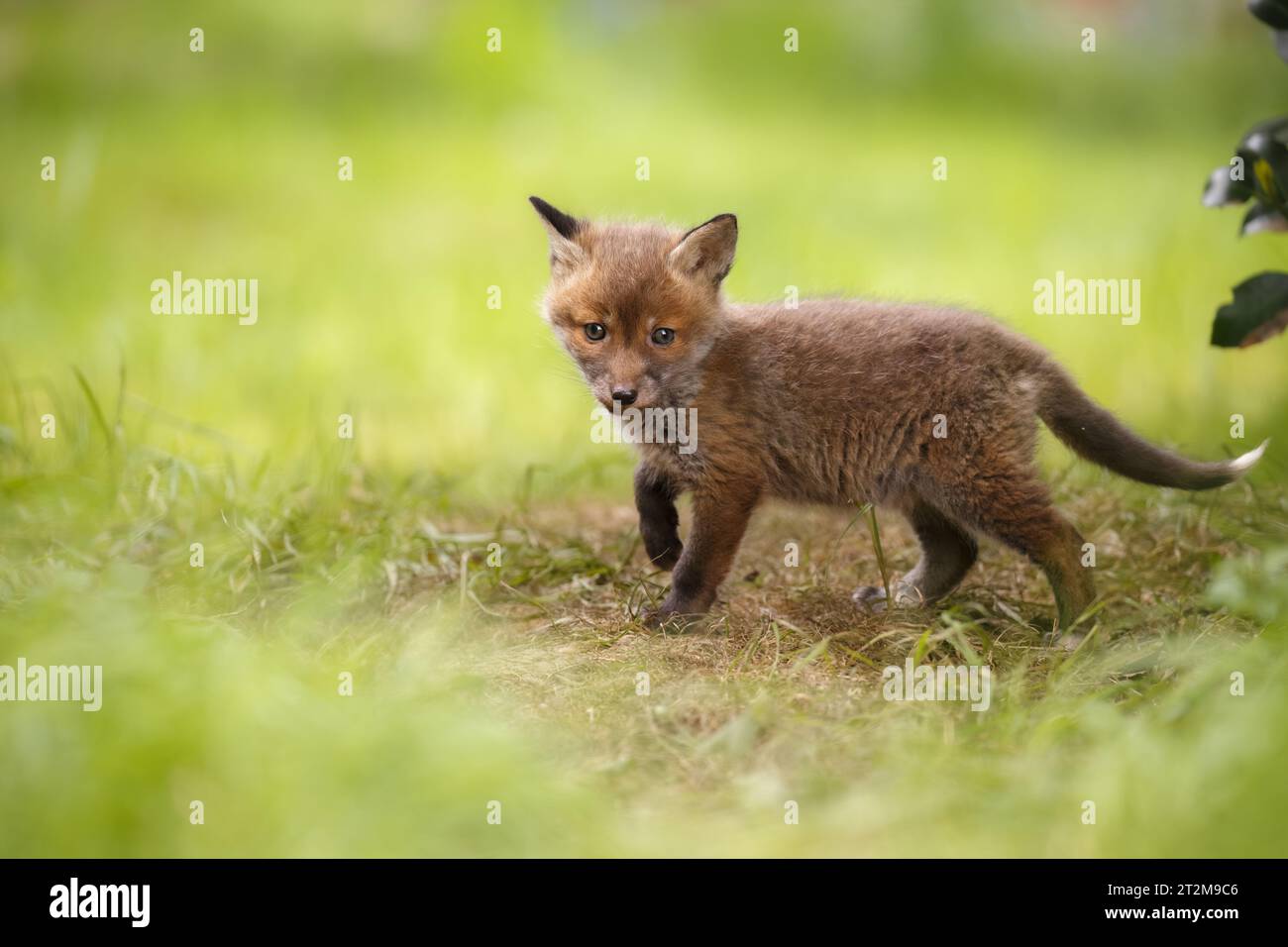 Fox cub photography hi-res stock photography and images - Alamy