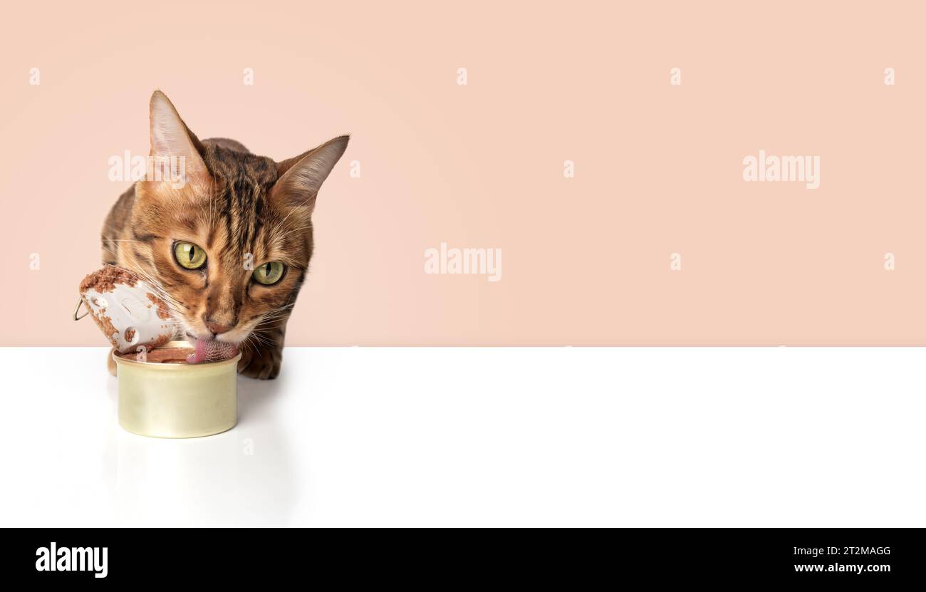 Open can wet cat hi-res stock photography and images - Alamy