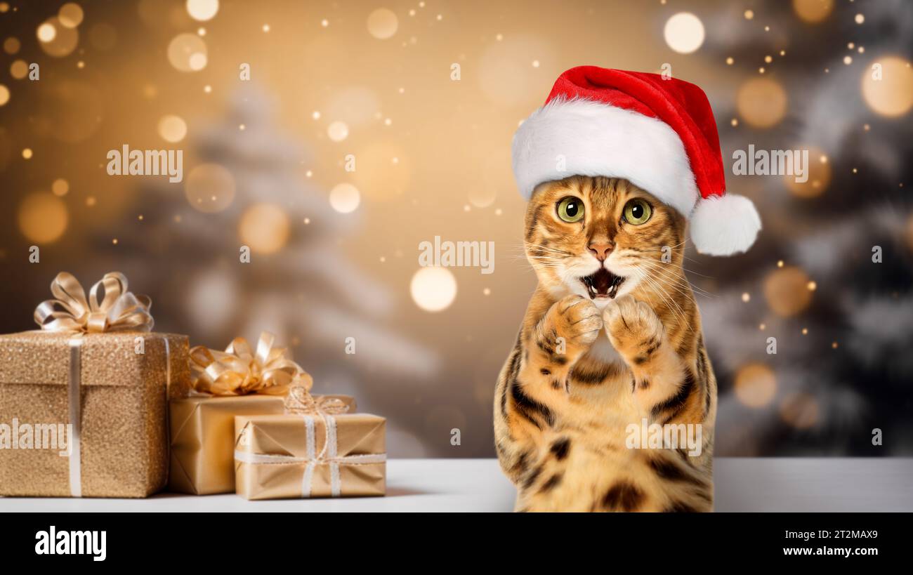 Bengal cat wearing Santa hat, Christmas concept, holiday background ...