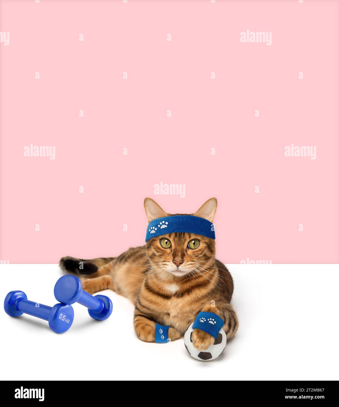The cat is a fitness trainer, a sports cat with dumbbells and a ball ...