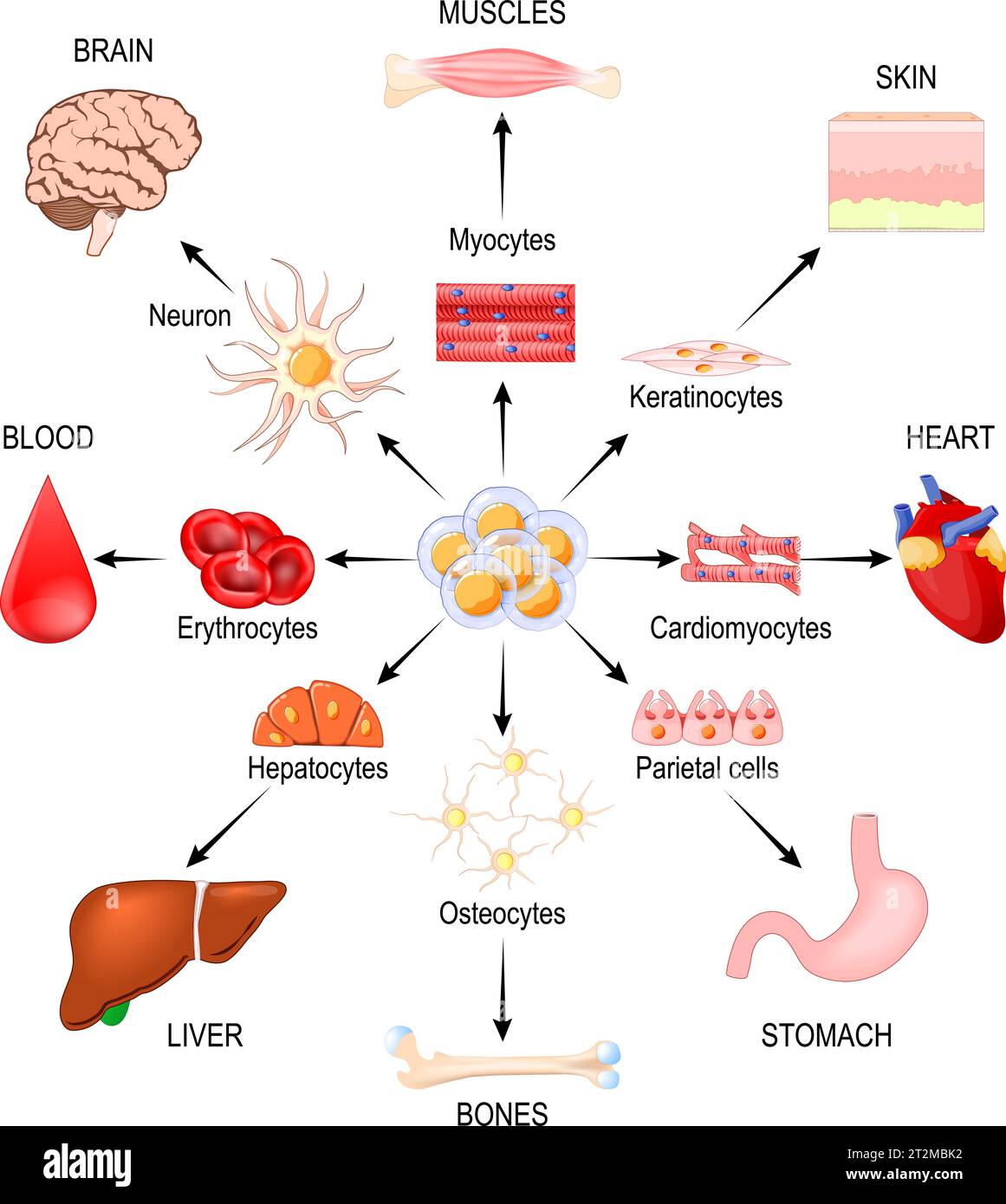Stem cells. Regenerative medicine. Using stem cells to treat disease ... Stem cells. Regenerative medicine. Using stem cells to treat disease ...
