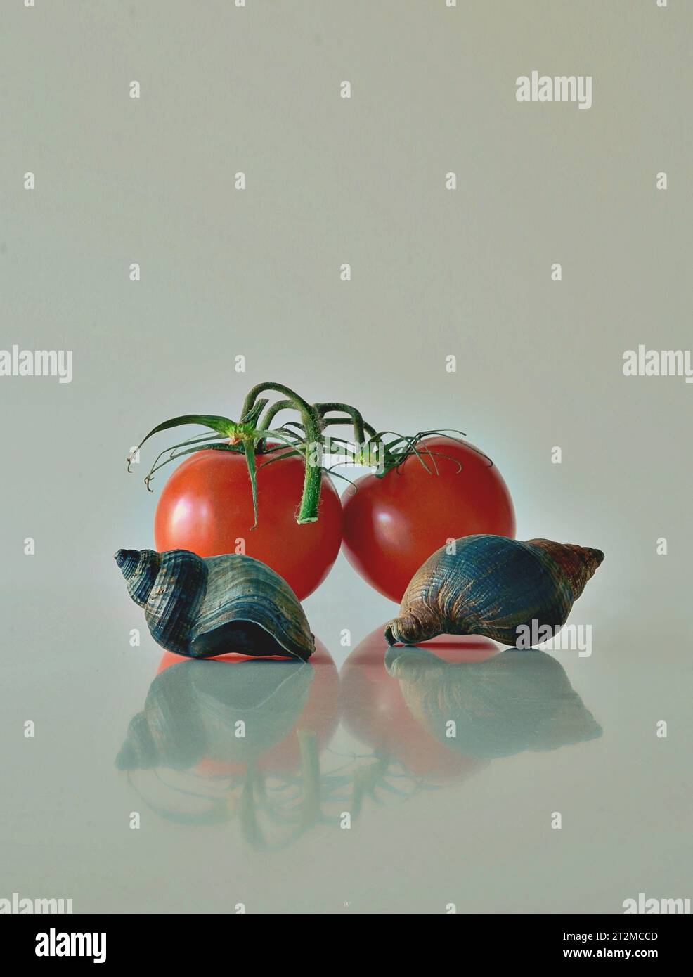 Escargots á la tomate in haute cuisine, tomato snail, stillife ...