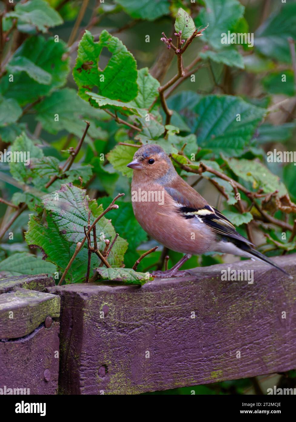Male chaffinch in tree hi-res stock photography and images - Alamy