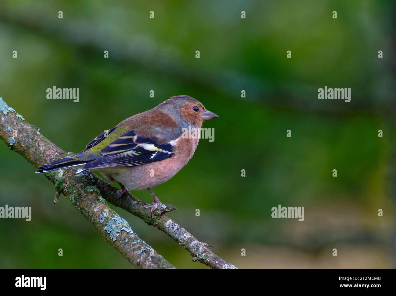 Portrait format of male chaffinch hi-res stock photography and images ...