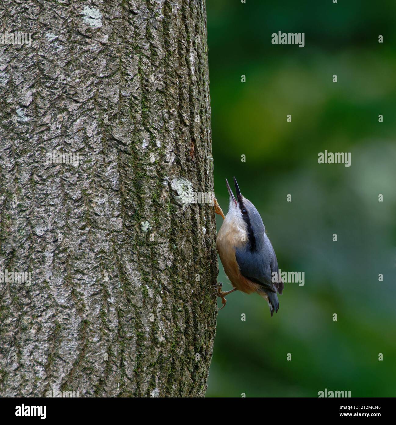 Classic pose of the nuthatch hi-res stock photography and images - Alamy