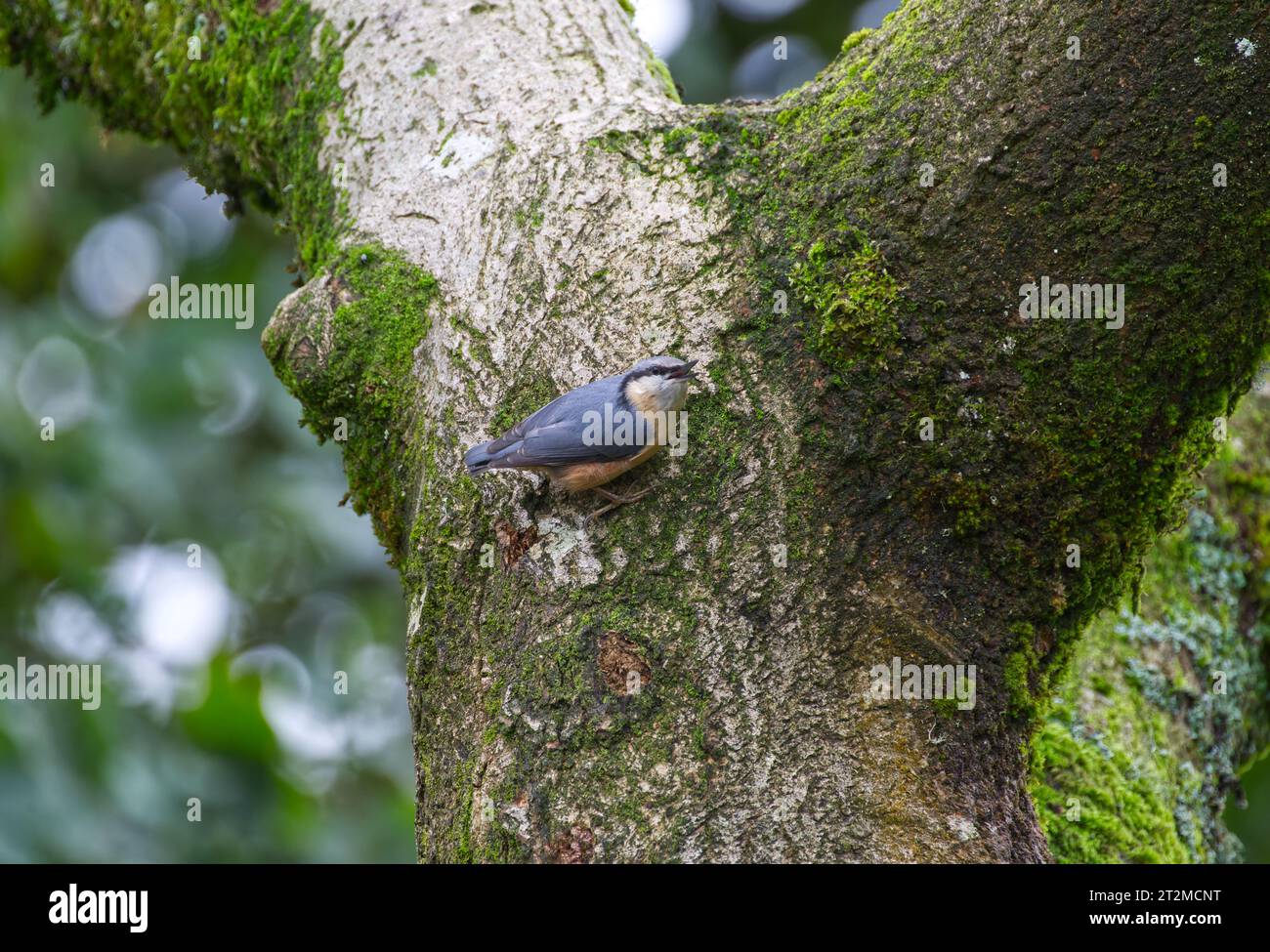 Classic pose of the nuthatch hi-res stock photography and images - Alamy