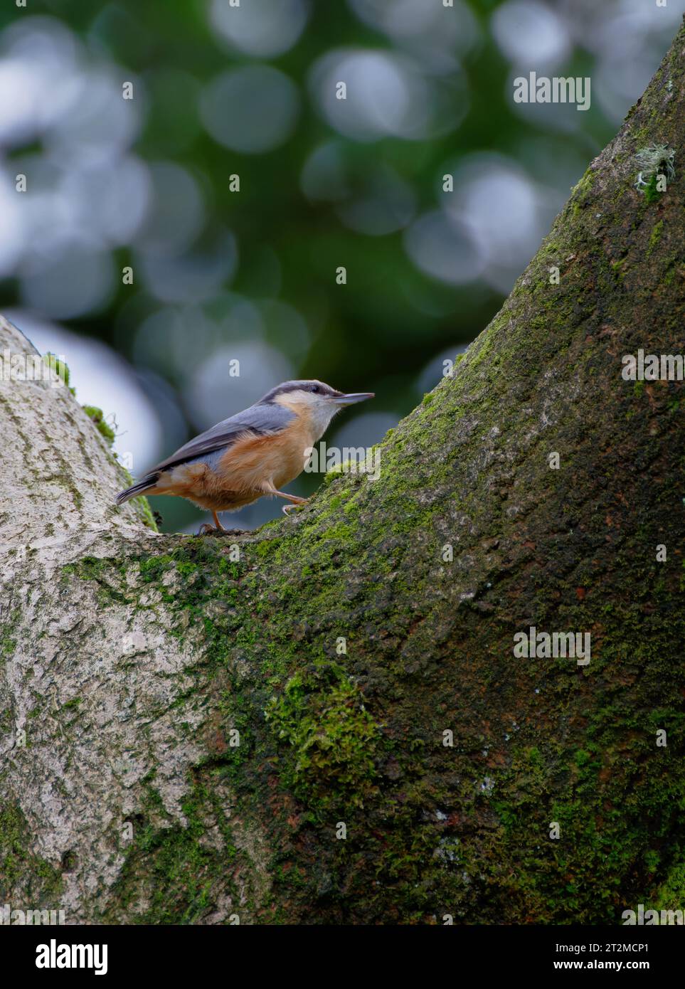 Classic pose of the nuthatch hi-res stock photography and images - Alamy