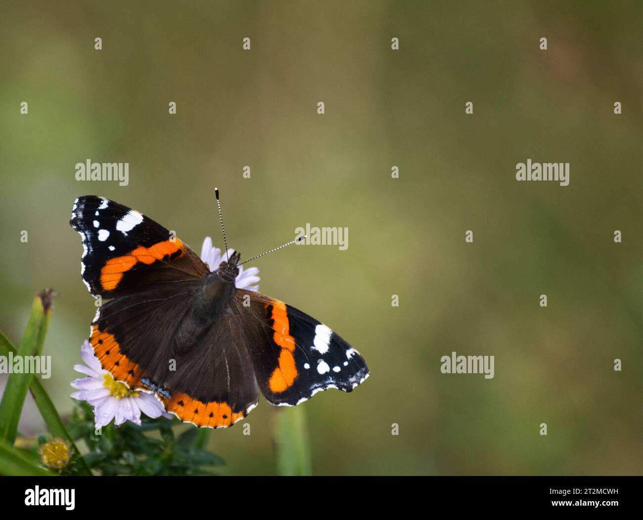 Wildlife shot red admiral hi-res stock photography and images - Alamy