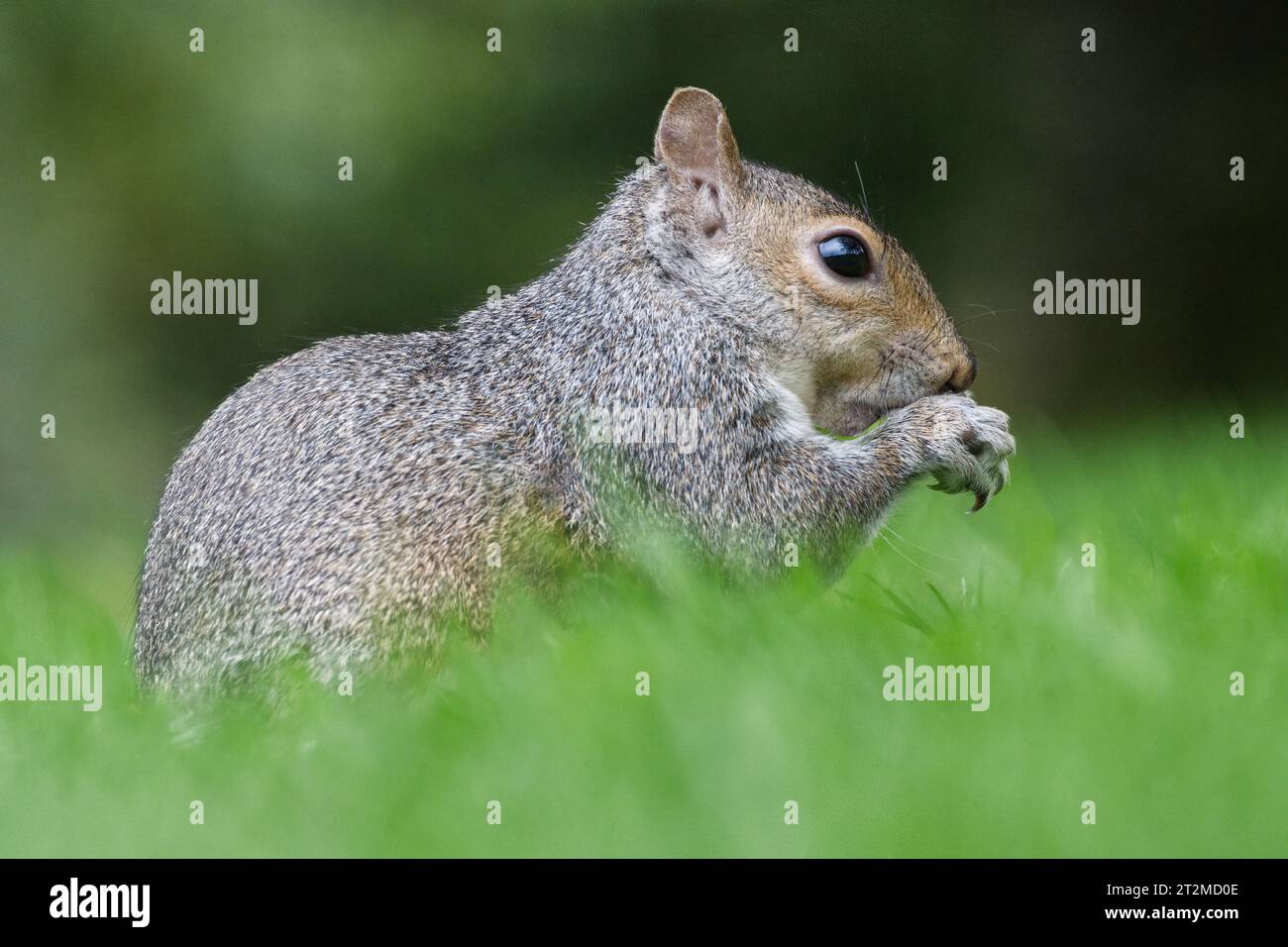 Side pov grey squirrel hi-res stock photography and images - Alamy
