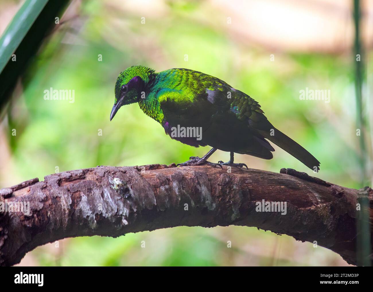 Chin and throat hi-res stock photography and images - Alamy