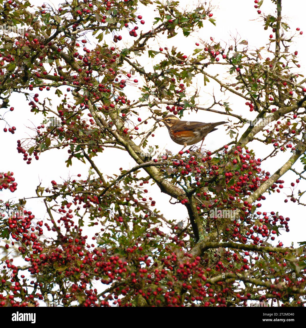 Redwings hawthorn hi-res stock photography and images - Alamy
