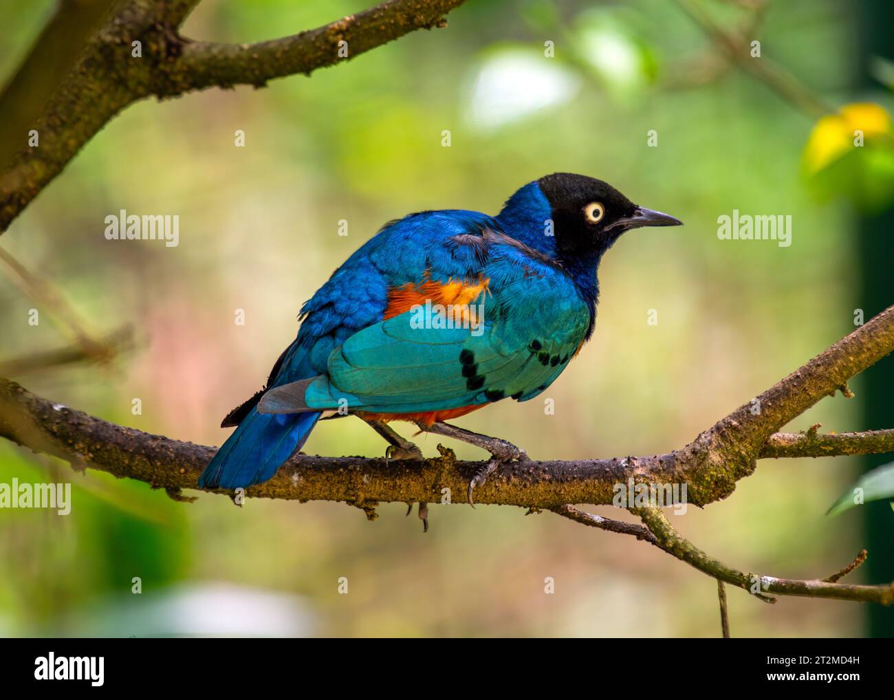 The superb starling is a medium-sized starling found in eastern and ...