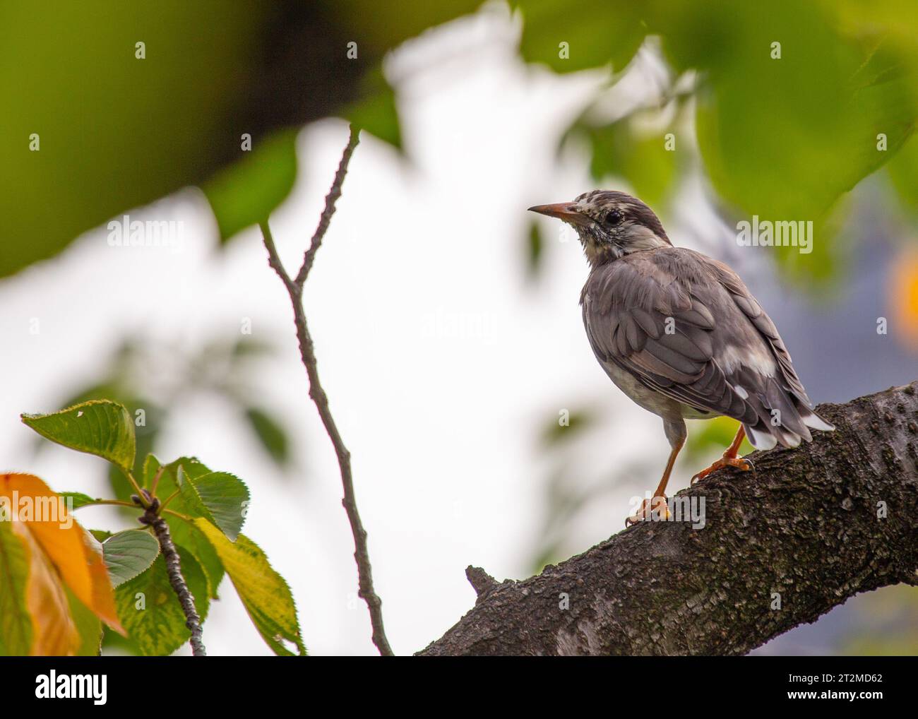 Underparts are grey hi-res stock photography and images - Alamy