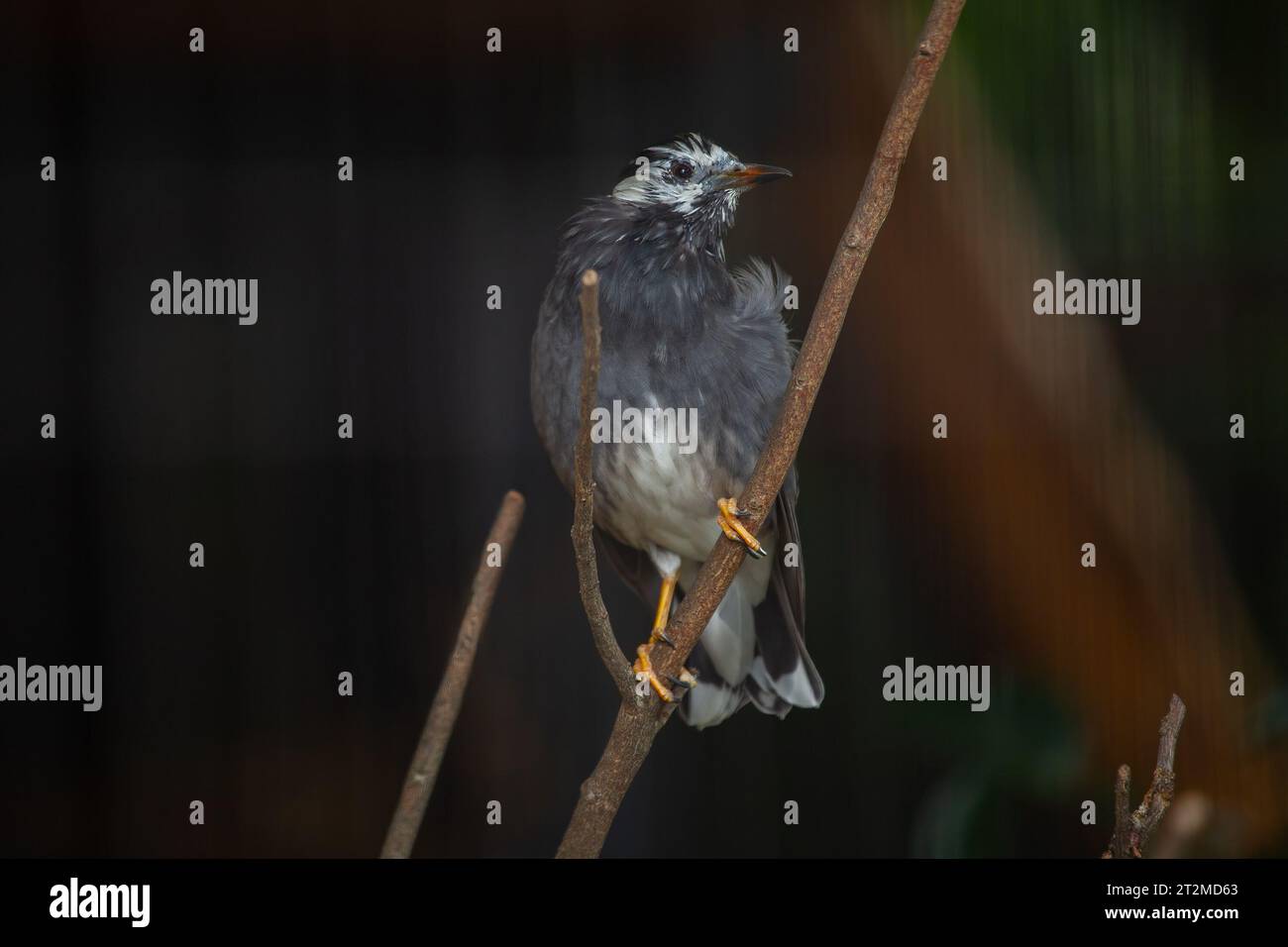 White crested starling hi-res stock photography and images - Alamy