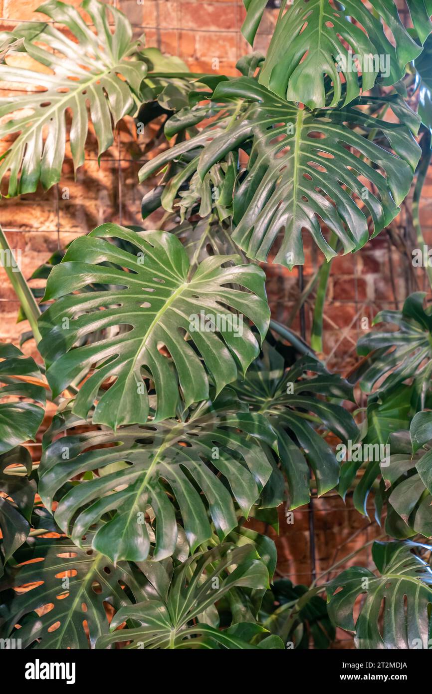 Monstera plant in living room over red bricks wall at home ...